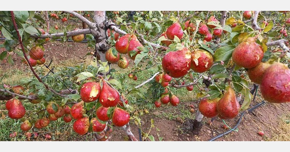 "El sector frutícola del Cabo Oriental se enfrenta a la tormenta perfecta"