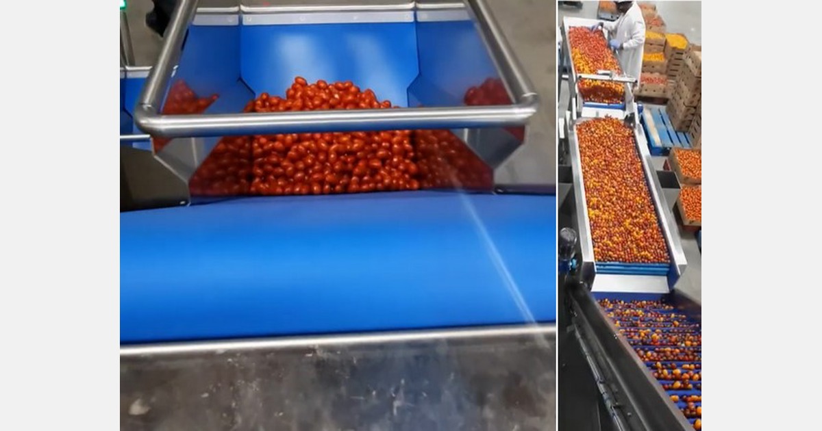 Una línea de envasado de tomates "snack" que reduce considerablemente ...