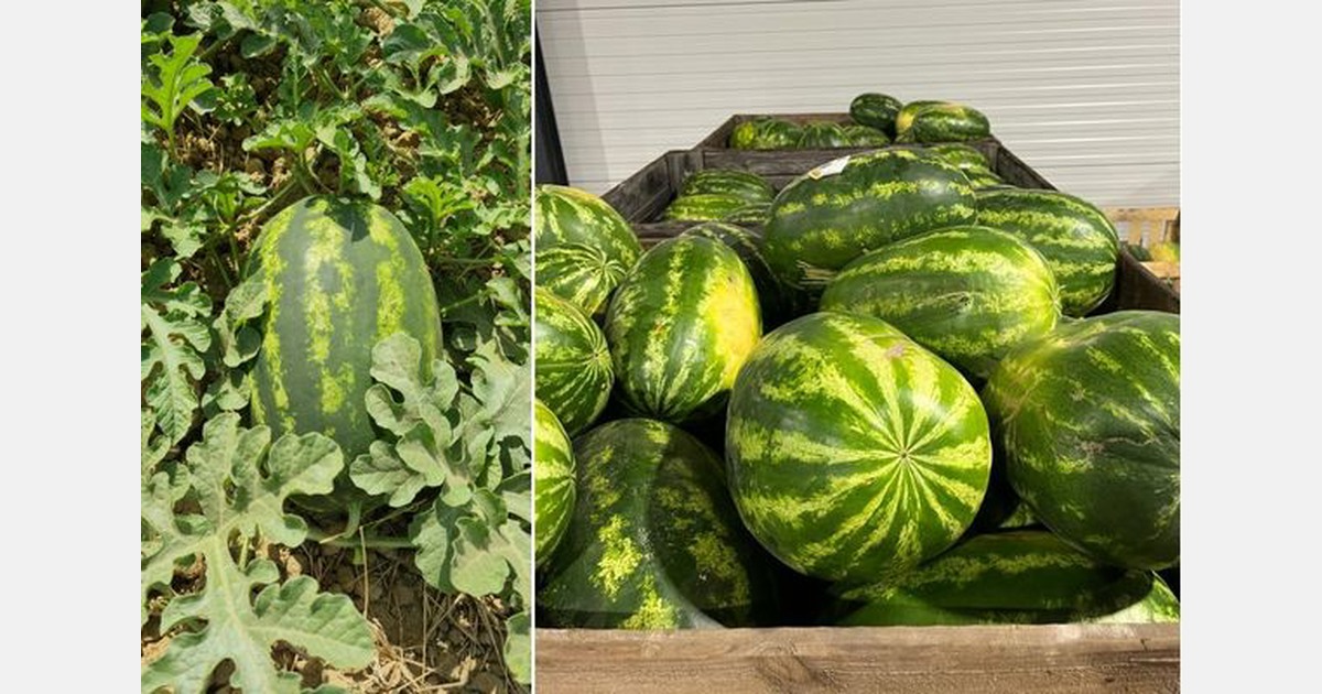 Los volúmenes de sandía cultivados en Marruecos aumentarán esta temporada