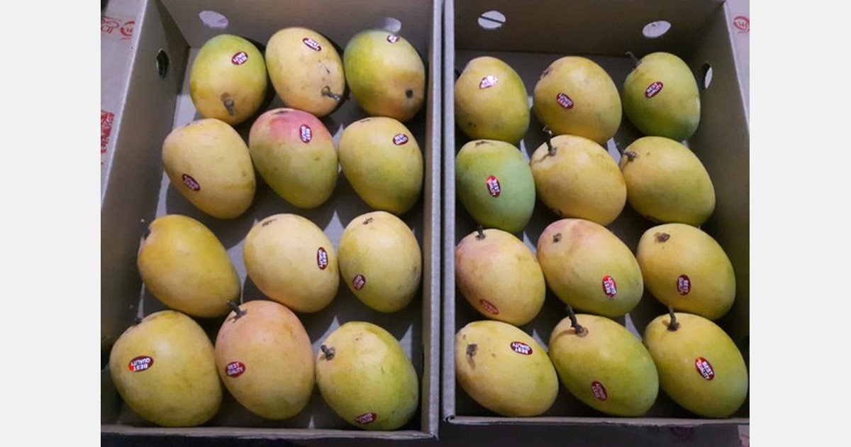 "Para nosotros, podría ser la mejor temporada de mangos que hayamos tenido"