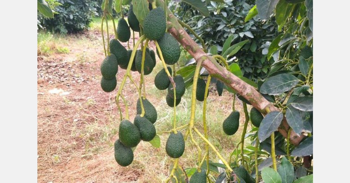 La Hass es la variedad más producida en Marruecos y Lamb Hass progresa ...