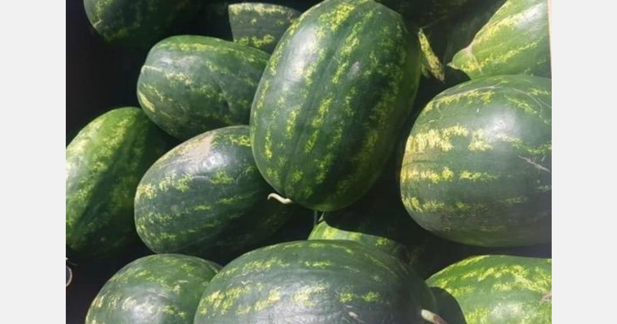 Hay incertidumbre sobre los volúmenes de sandía marroquí de este año