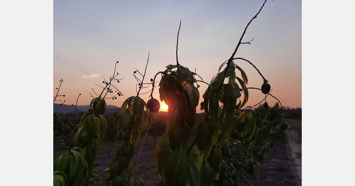 Un mango de nicho triunfa en Limpopo