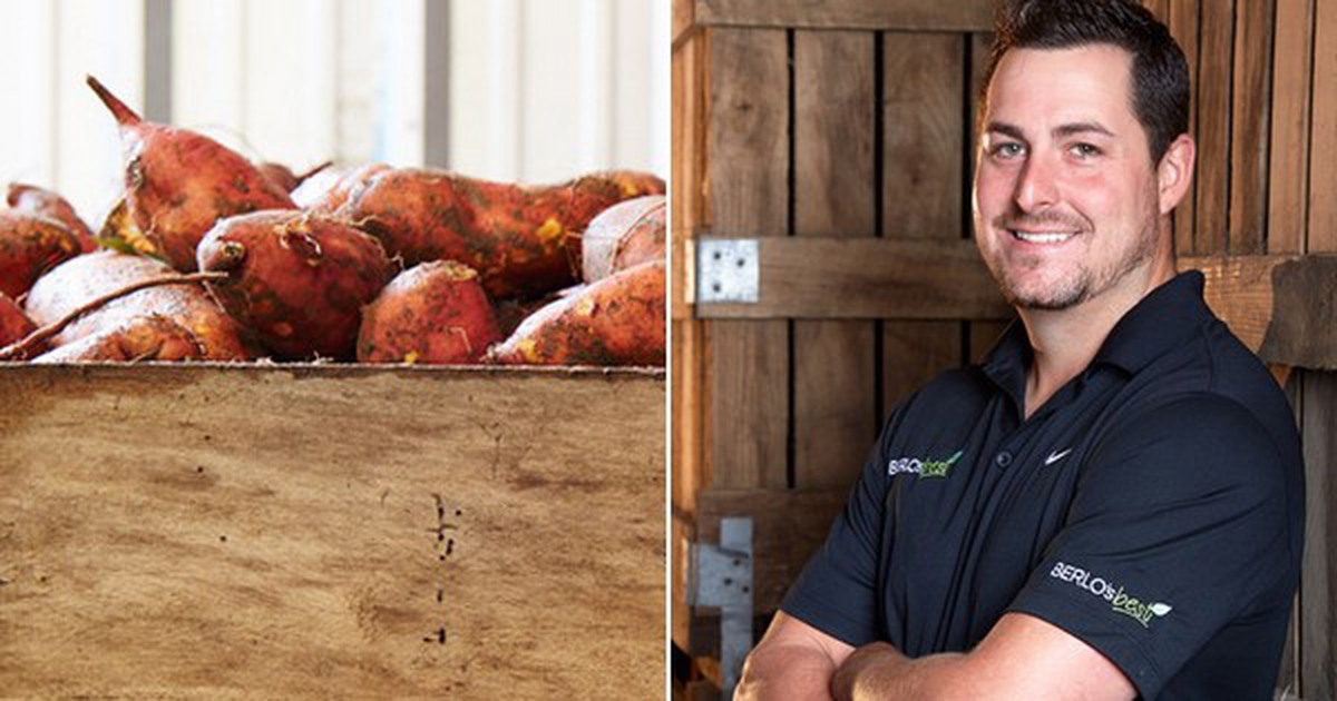 La superficie de batata en Ontario aumenta ligeramente