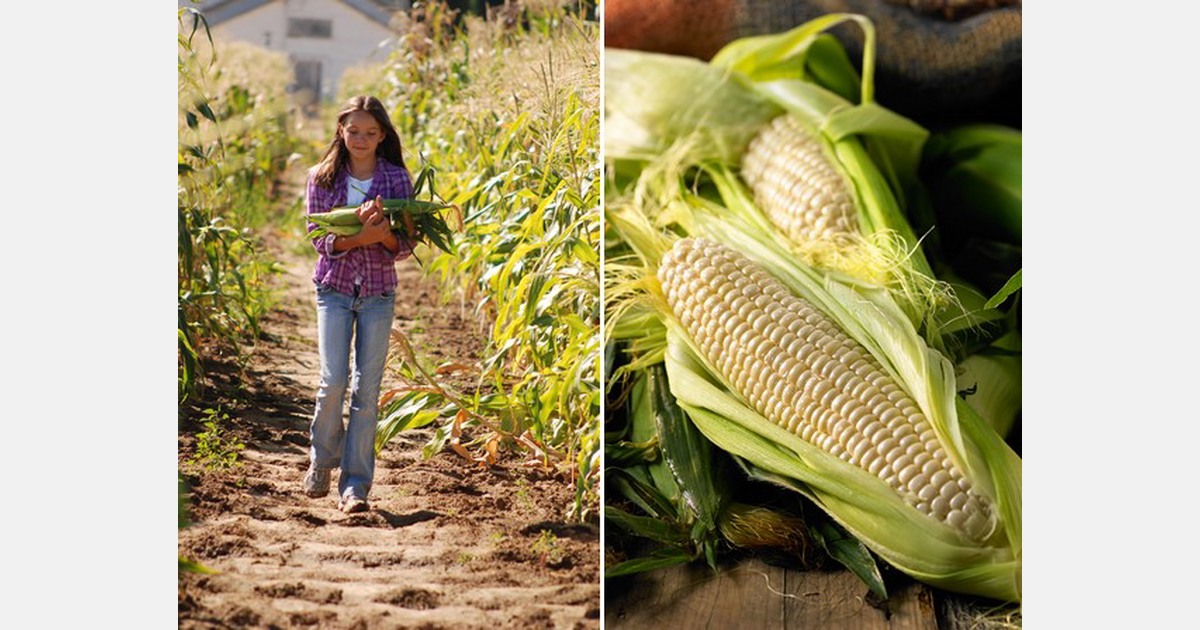 Vuelve a las tiendas de EE. UU. Amaize, una variedad especial de maíz ...