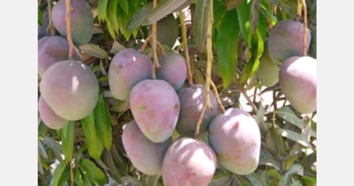 Se reanudan las exportaciones senegalesas de mango