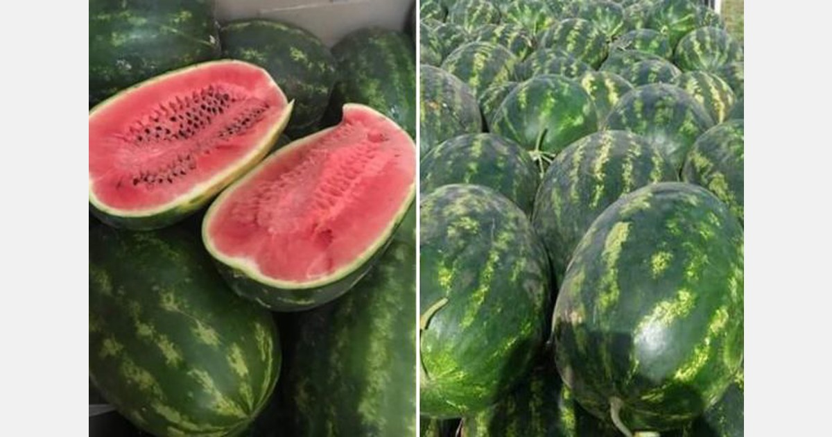 "Zagora ha comenzado la campaña de sandía demasiado pronto este año"