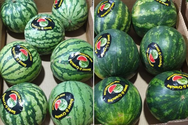 ¿Puede competir Marruecos en el mercado de las sandías redondas sin ...