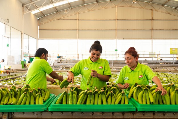 De comercializar bananas a nivel nacional a exportar a todo el mundo