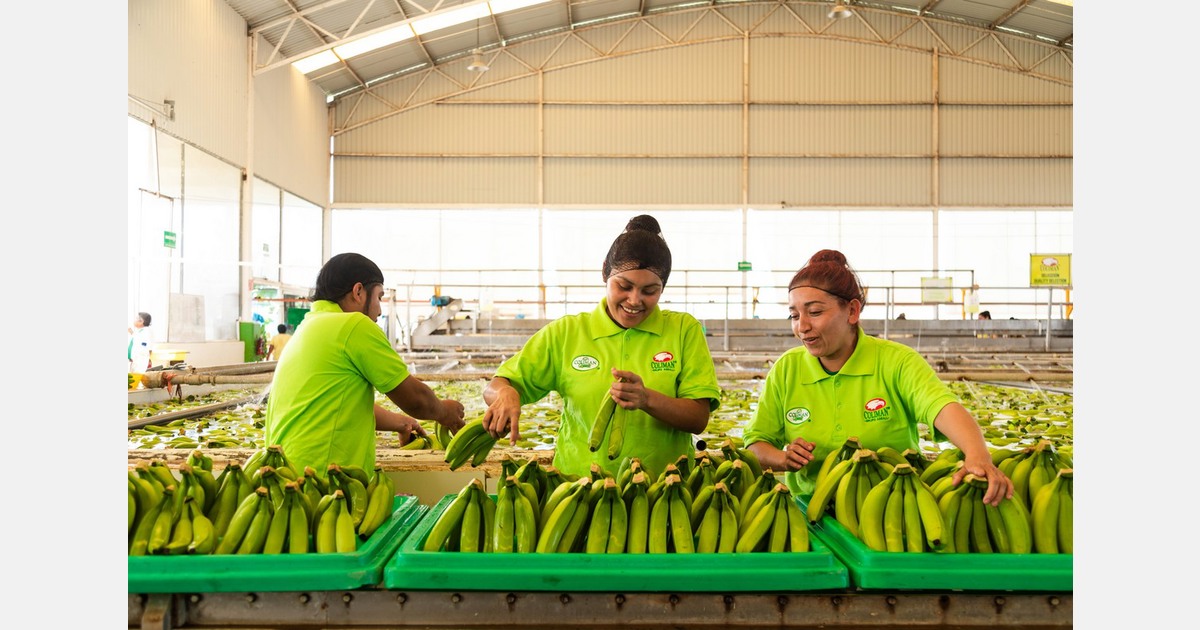 De comercializar bananas a nivel nacional a exportar a todo el mundo