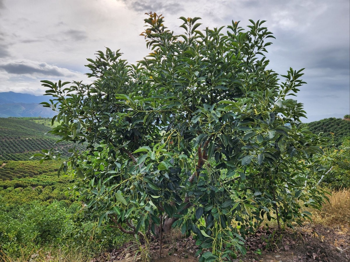El potencial de exportación de aguacate aumentará en la República ...