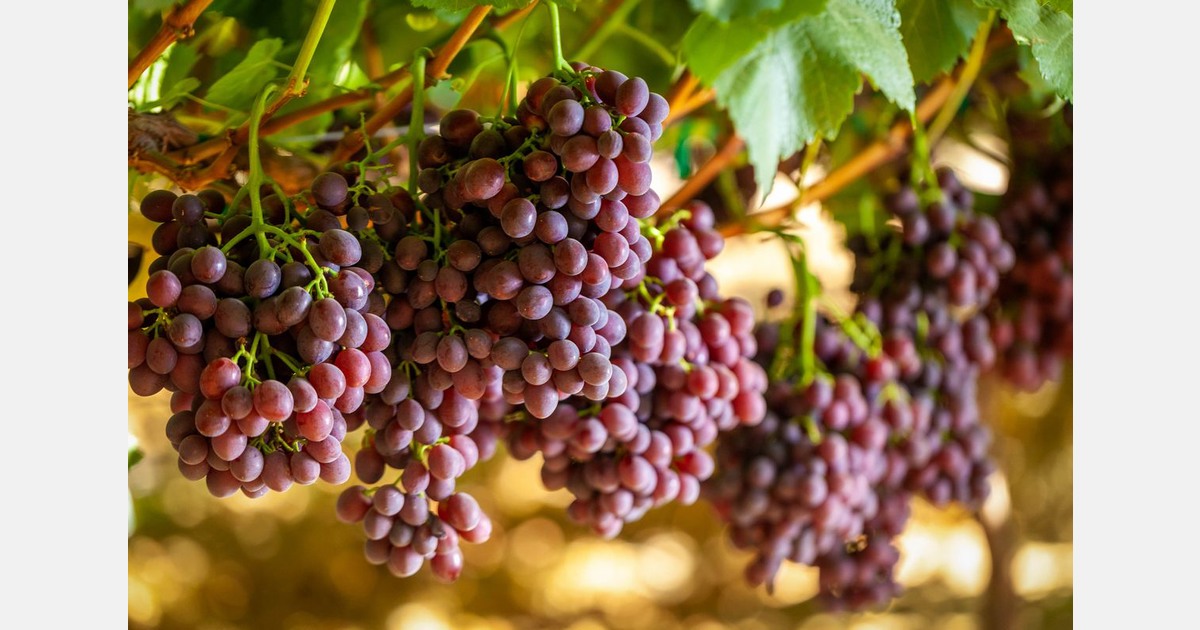 La temporada de uva Candy Snaps se amplía varias semanas