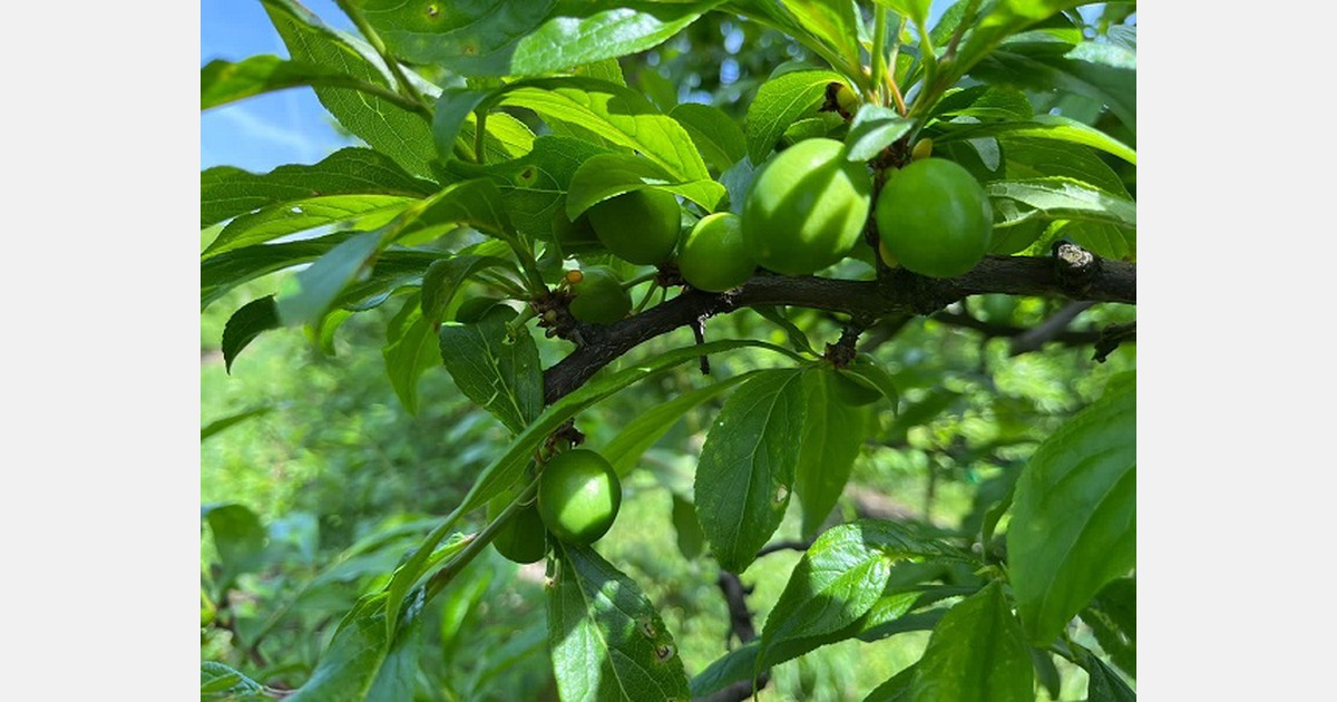 Las inundaciones tienen un impacto limitado en la fruta de hueso de ...