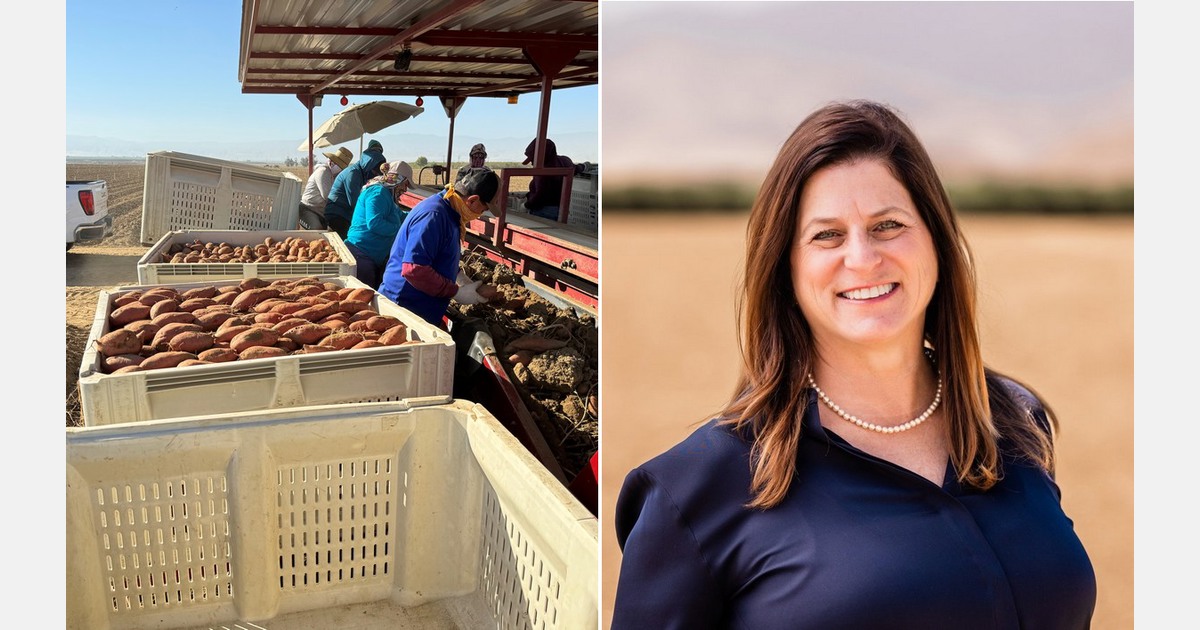 La cosecha de batatas de California será abundante