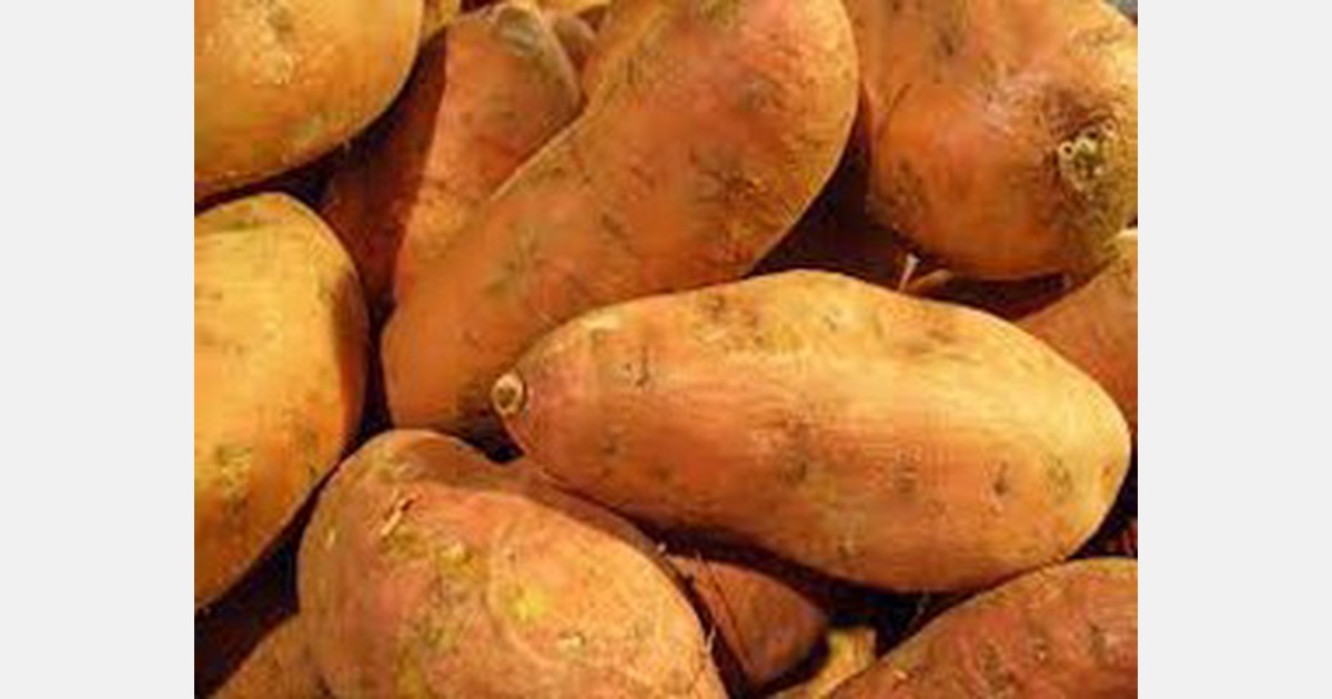 El rendimiento de la batata en California aumenta entre un 10 y un 15%