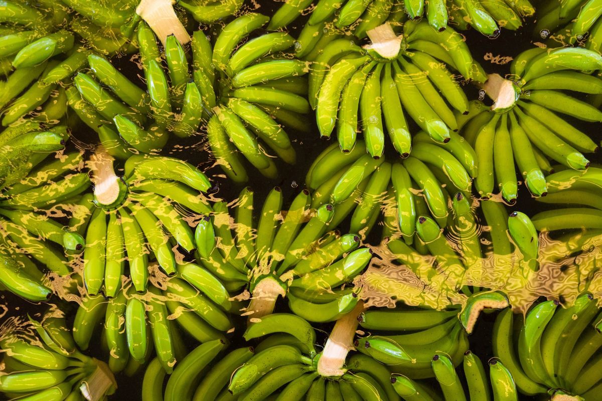 "En nuestras exportaciones, hemos pasado de las bananas convencionales ...