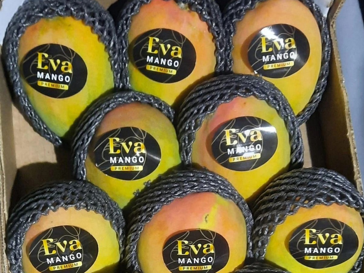 "Nuestro primer envío de mangos Edward desde Perú fue todo un reto"