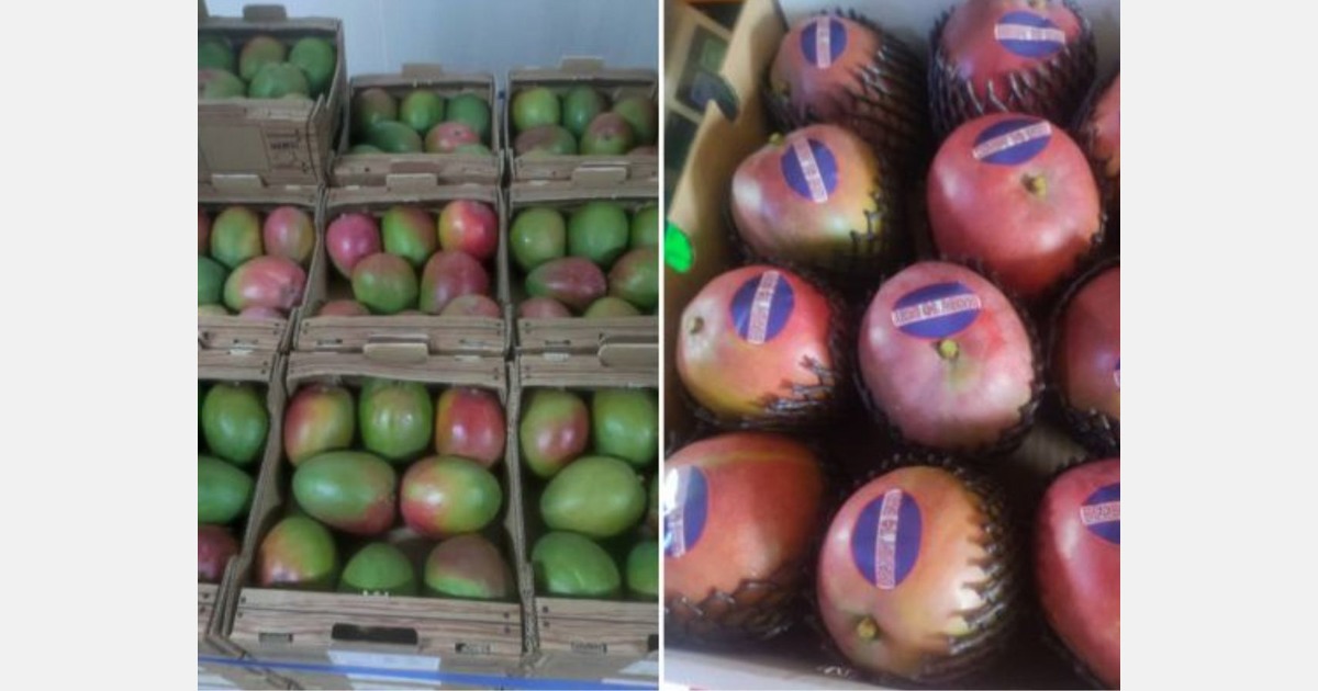 "Esperamos un 30% más de mango para la próxima temporada"
