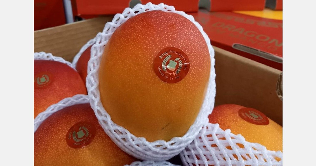 "El mango de Perú se enfrenta a una guerra de precios a medida que ...