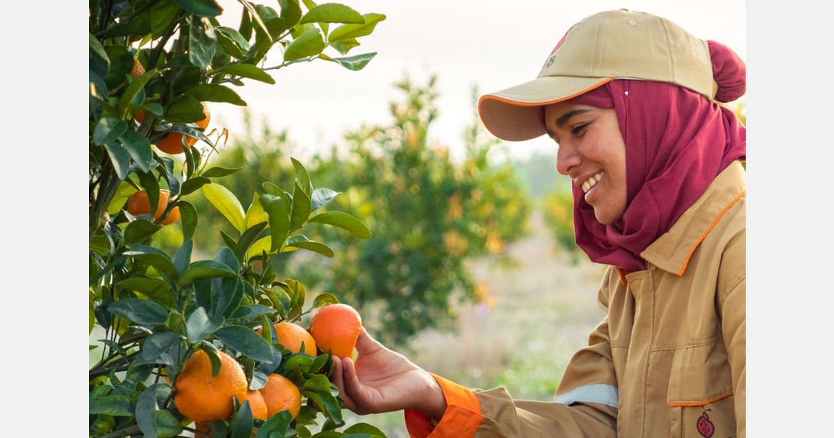 Aumentan los volúmenes de Nadorcott marroquí