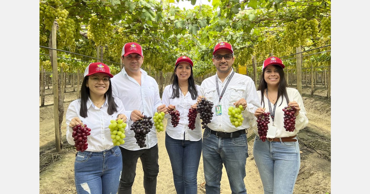 "La exportación de uva de Perú ha empezado mucho antes"