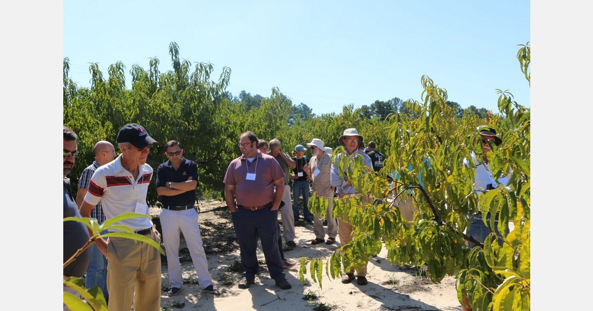 Investigación de nuevos portainjertos para frutales de hueso