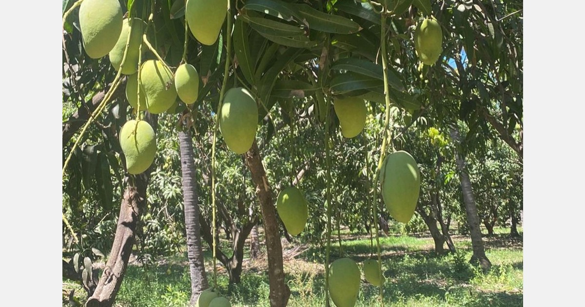 Los precios del mango mexicano podrían mantenerse firmes hasta abril