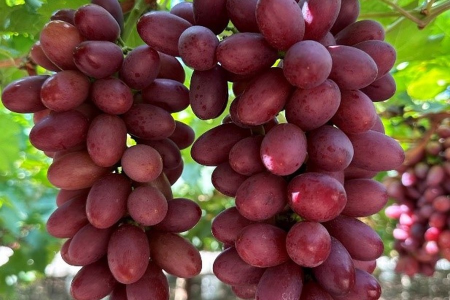 "Nuestras uvas de mesa ARRA™ Red Factor maravillaron a Berlín"