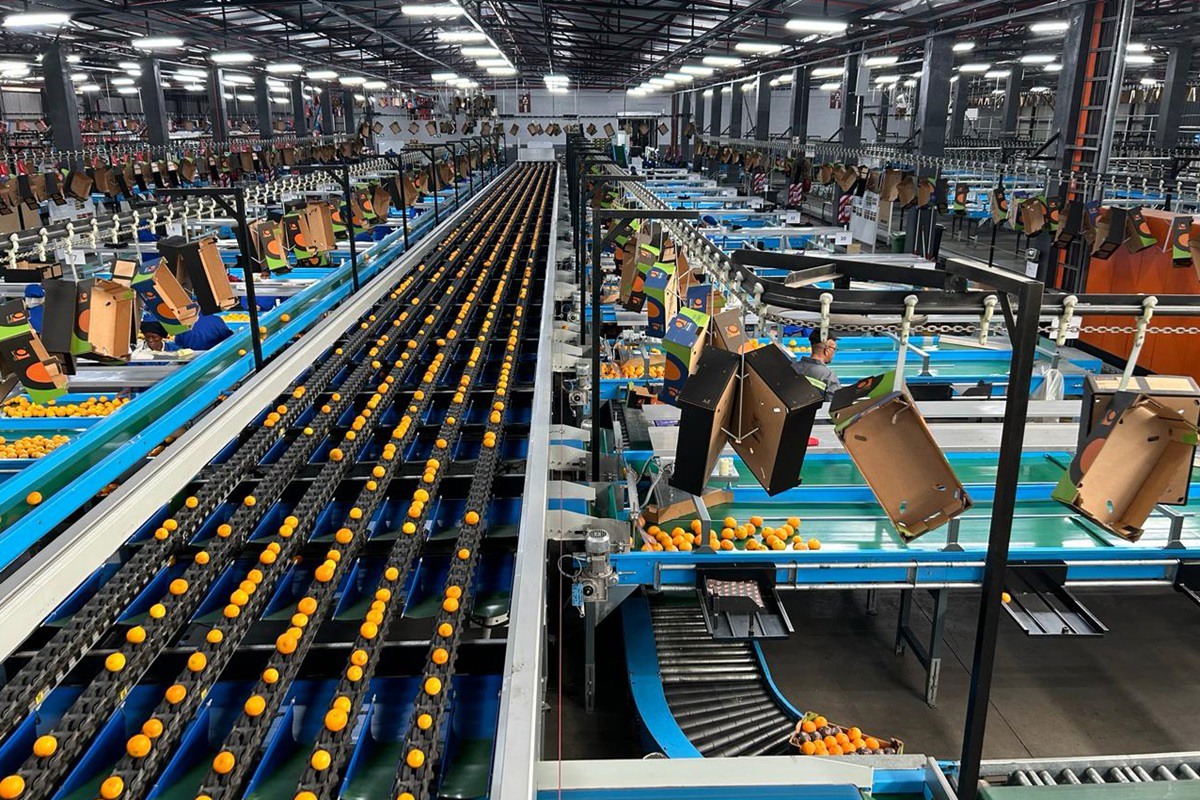 Los productores de cítricos del Cabo Occidental prestan atención al ...