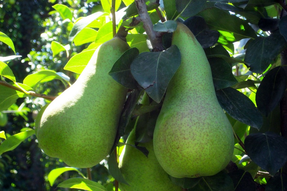 Las peras Abate ganan popularidad en la categoría ecológica