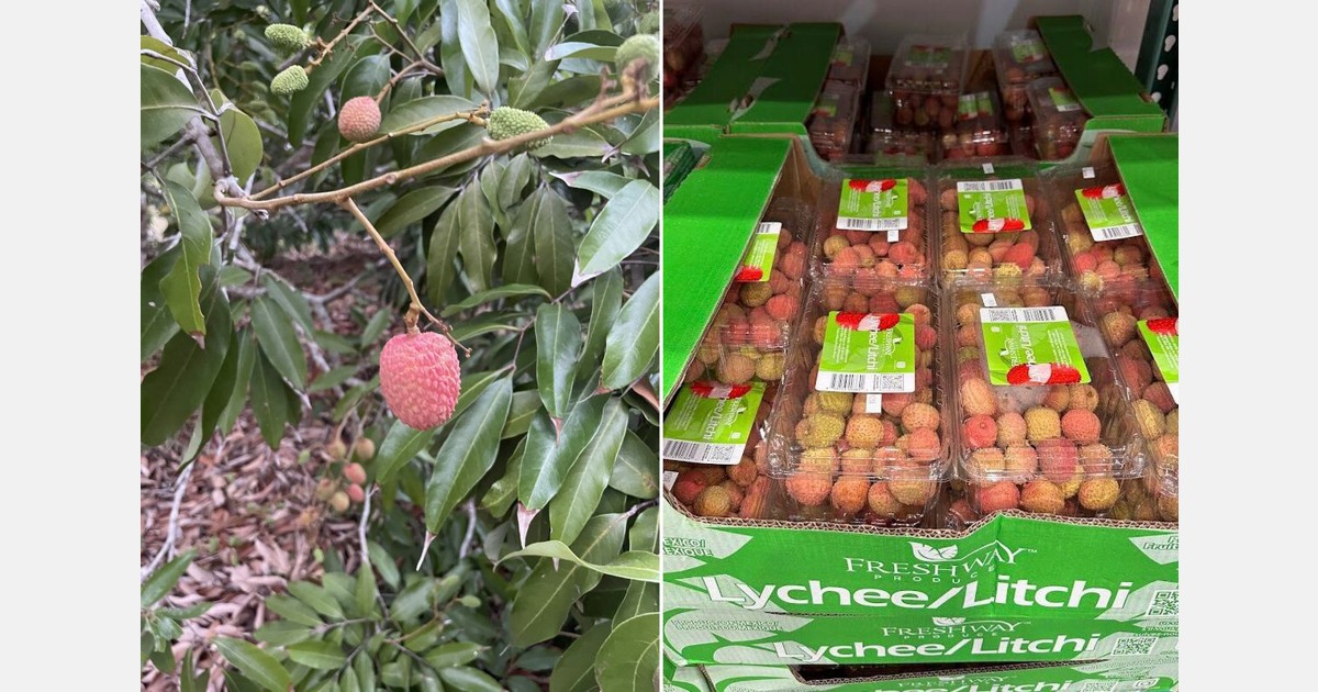 Crece la demanda de lichi mexicano en EE. UU., si bien la producción se ...