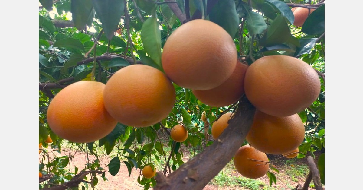 La estimación de exportación de pomelo Star Ruby sudafricano se reduce ...