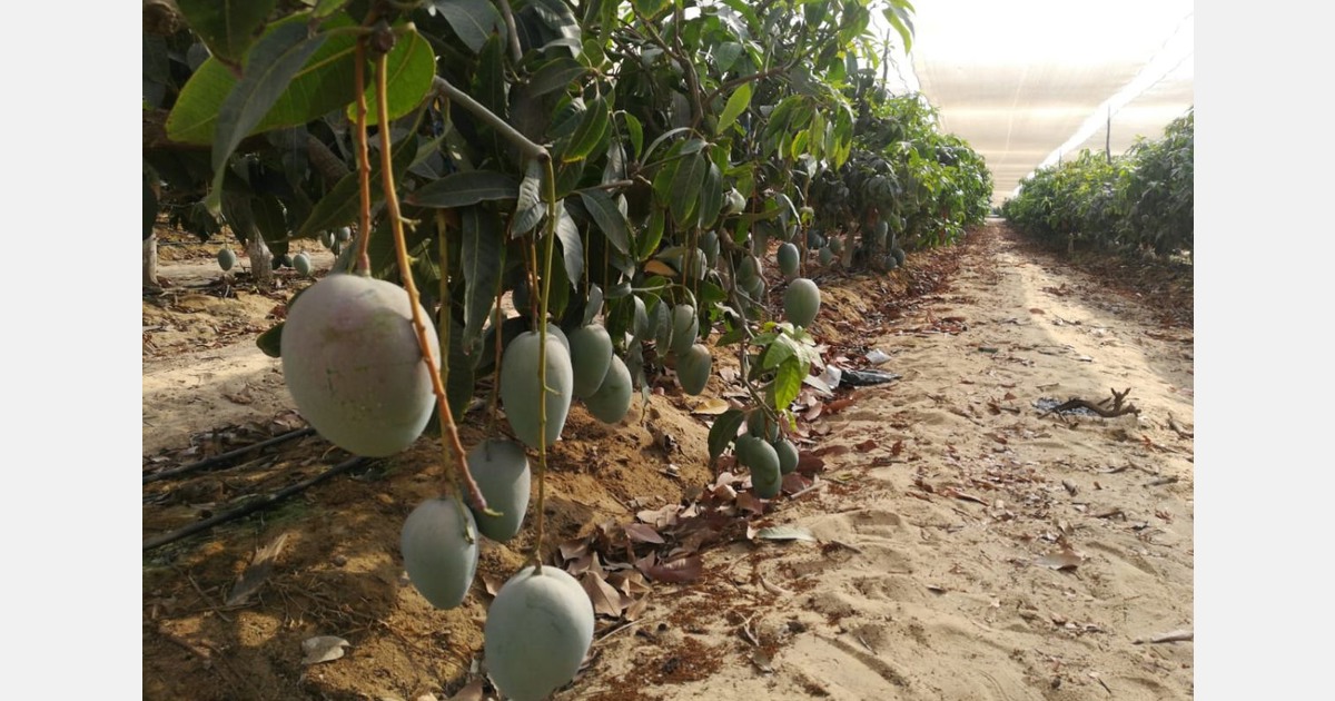 "La producción egipcia de mango alcanzará nuevas cotas este año"