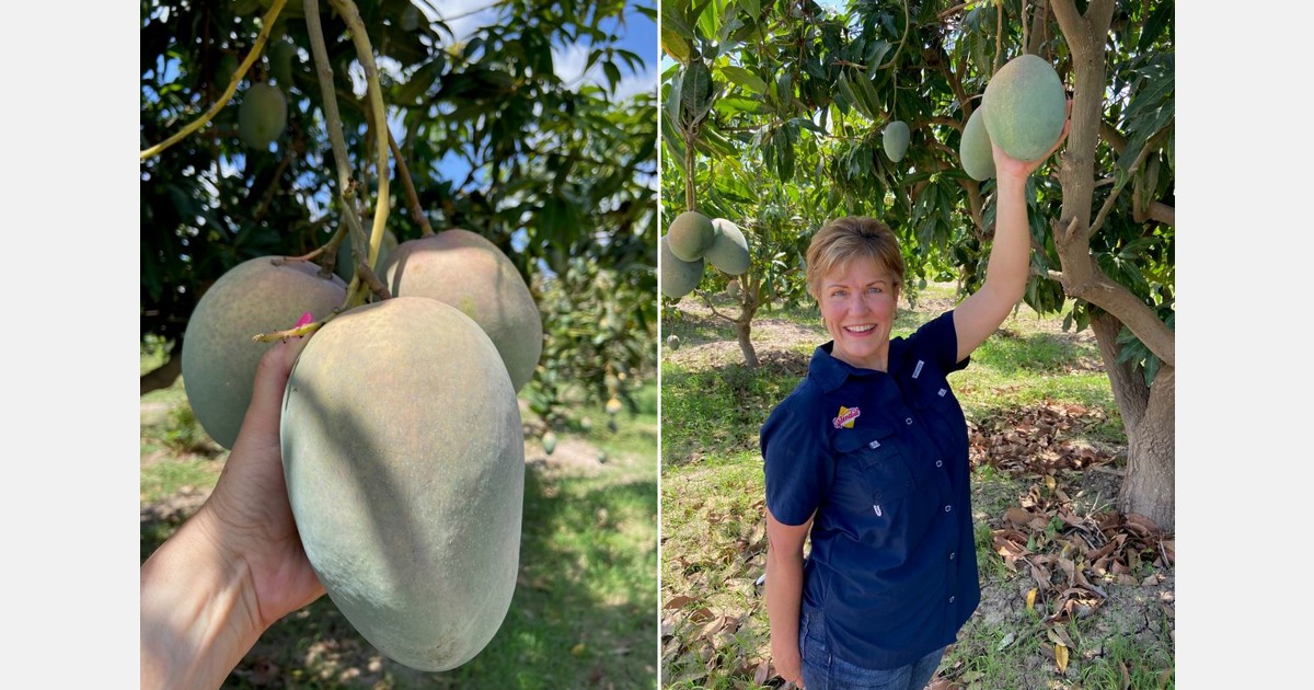 Los mangos más tardíos y grandes del norte de Sinaloa ya están en temporada