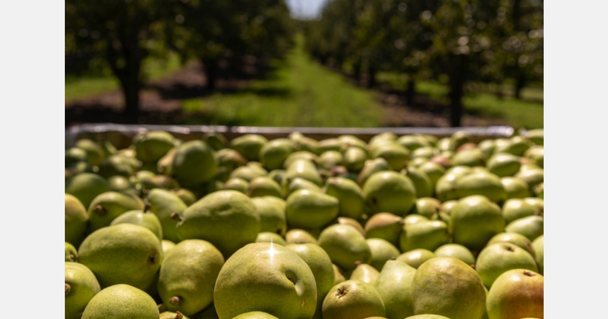 La campaña de peras del noroeste del Pacífico finalizará más temprano ...