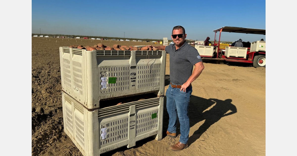 La campaña de batata de California promete pese al calor extremo del verano