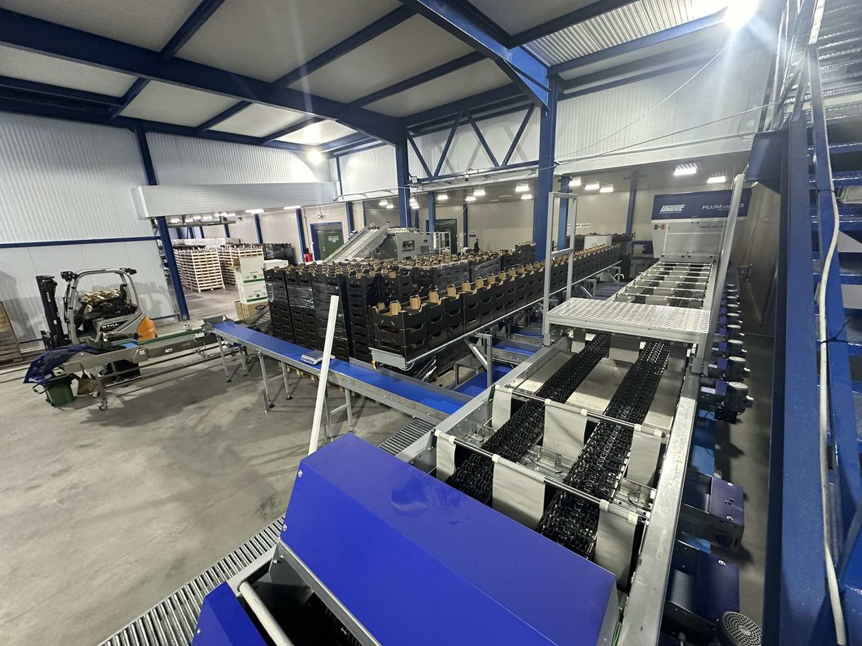 "Queremos ser un hub logístico para los productores de fruta de hueso ...