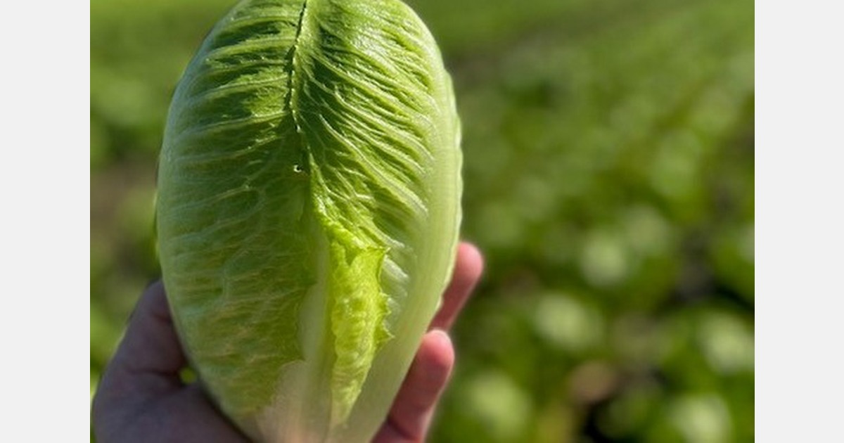 La lechuga mini Romana, centro de atención en la categoría de minilechugas