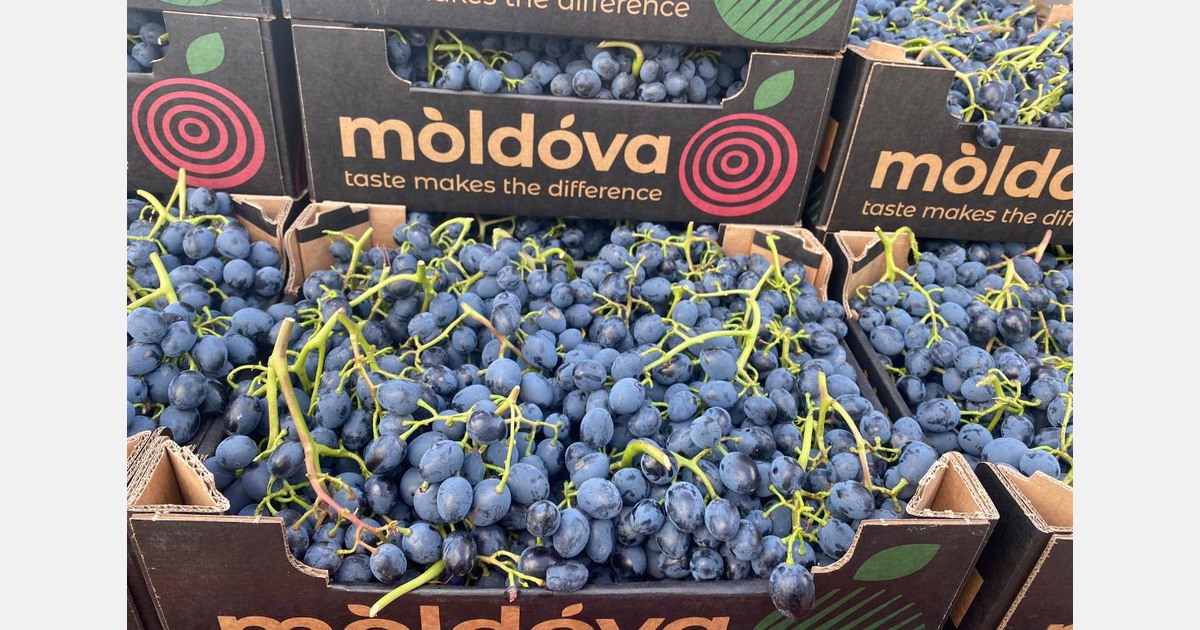 Fruct Grup exporta uvas y ciruelas principalmente a mayoristas