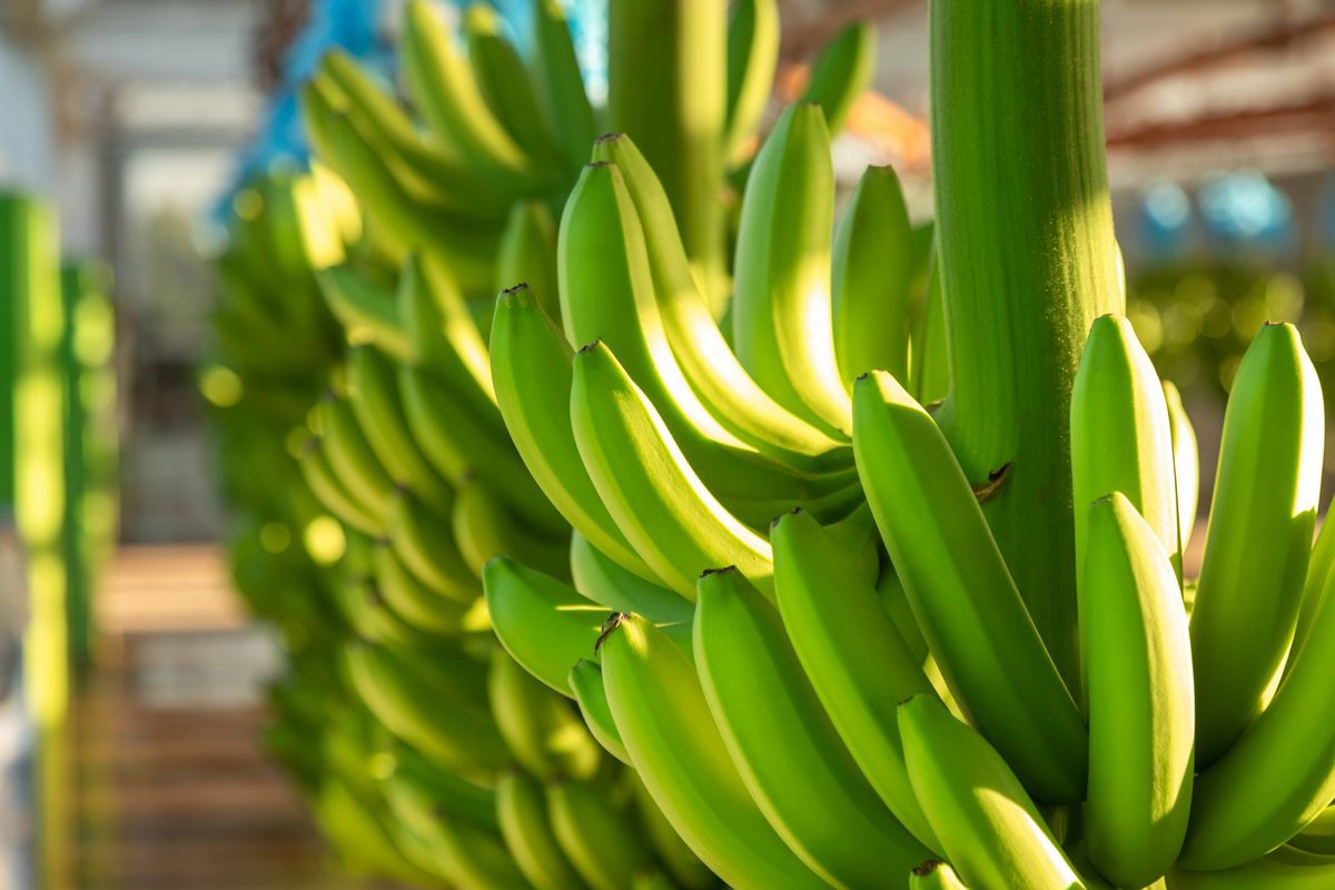 Coliman bananas quiere mostrar su compromiso con la innovación y la ...