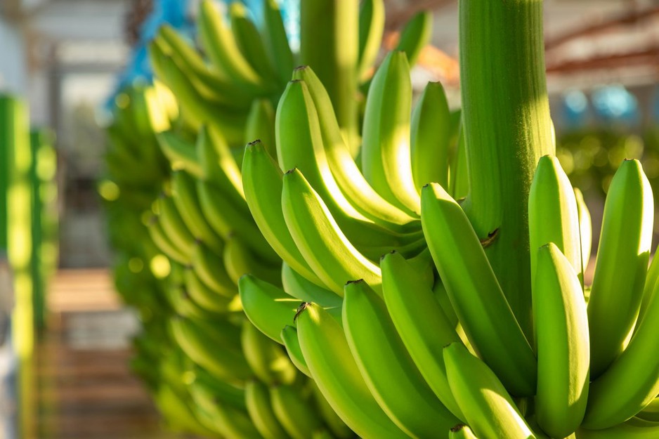 Coliman bananas quiere mostrar su compromiso con la innovación y la ...