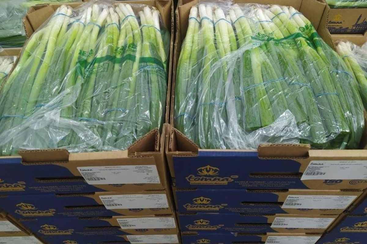 El retraso de la temporada egipcia de cebolletas podría ser, en el ...