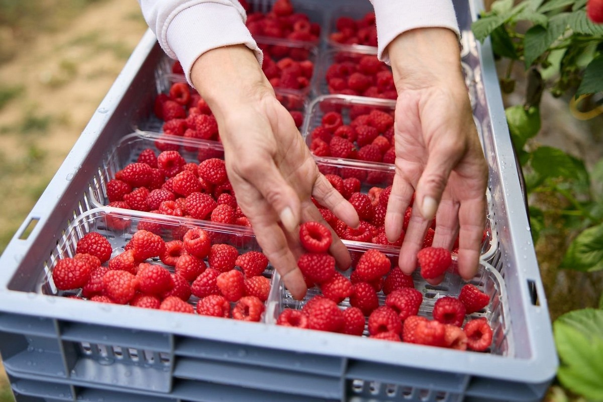 Sharpak y WB Chambers lanzan un envase reciclable para berries un 17% ...