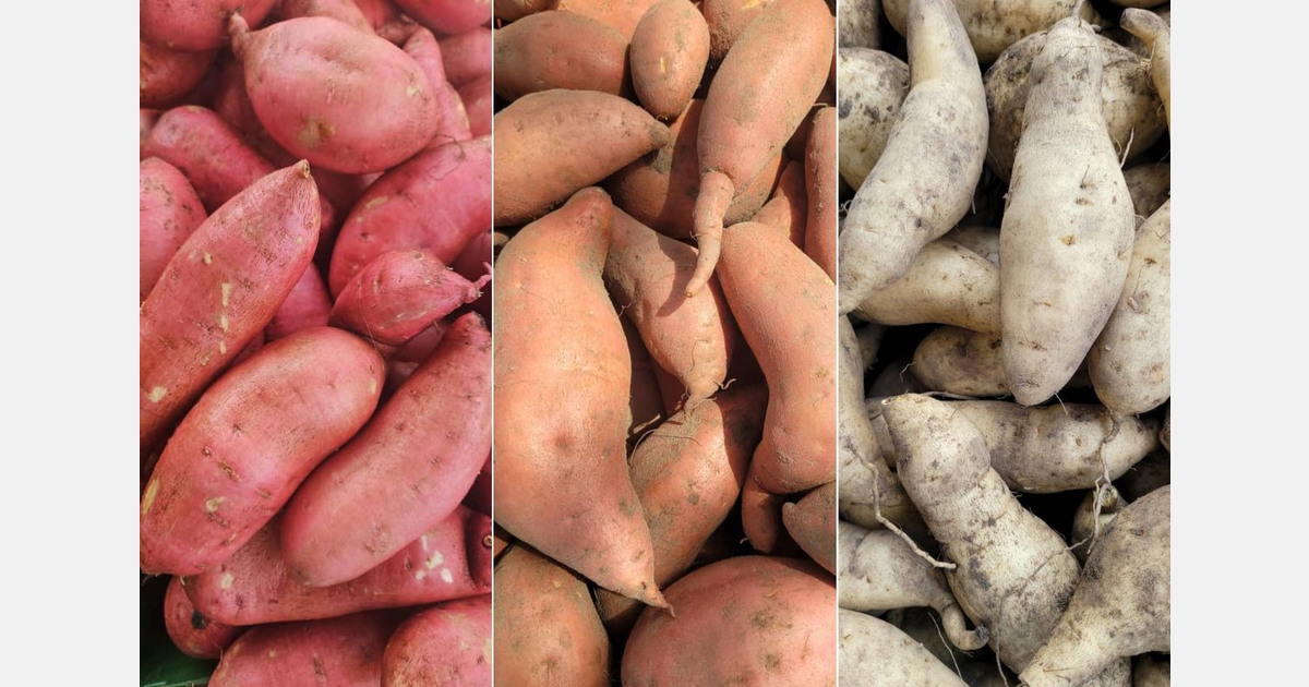 Aumenta la superficie dedicada a la batata en Ghana, con nuevas ...