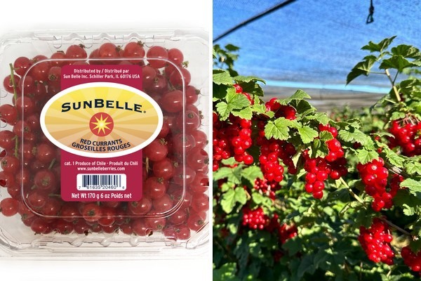 Navidad: Grosellas rojas chilenas llegan en el momento preciso a EEUU ...