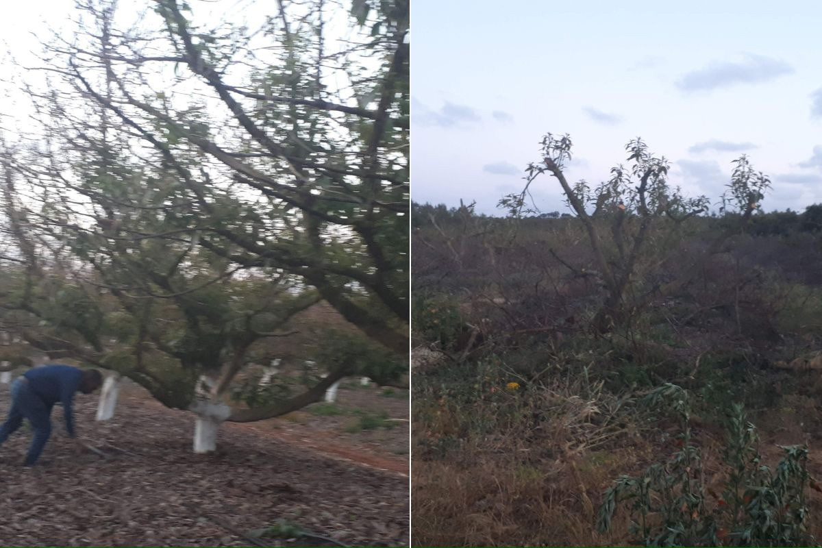 "Nuestra primera instalación antiheladas data de 1989 y sigue ...