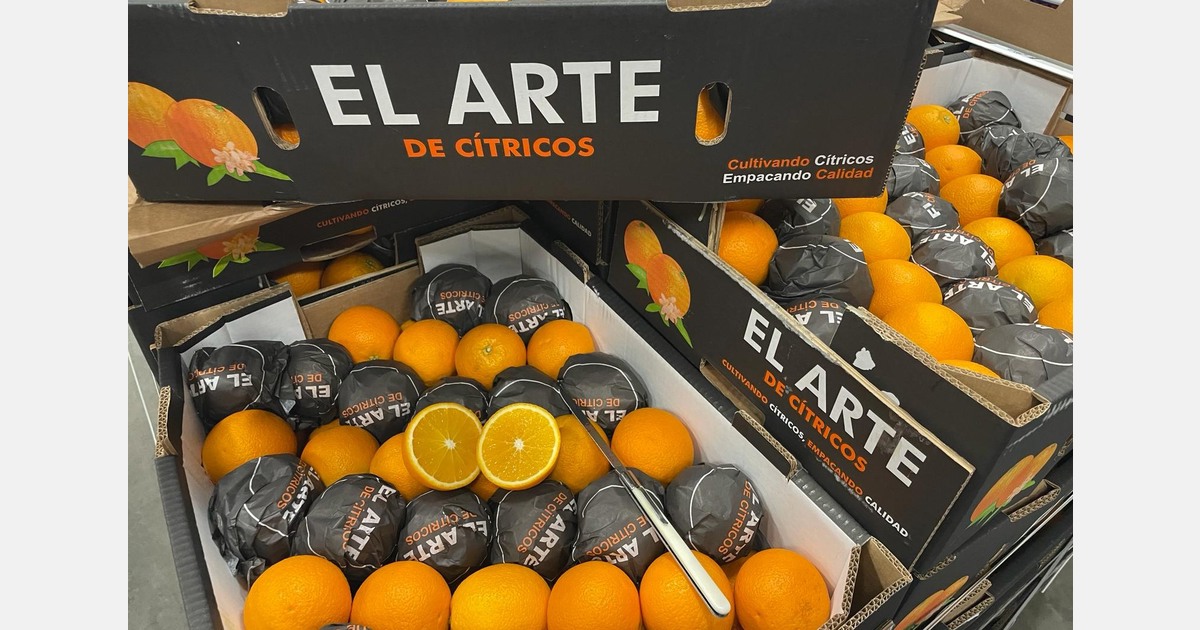 Van Ooijen Citrus vuelve a trabajar con cítricos egipcios