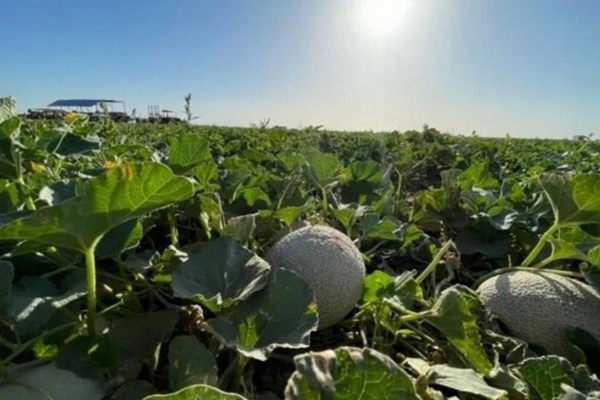 Los precios del melón de importación en Estados Unidos se estabilizan ...