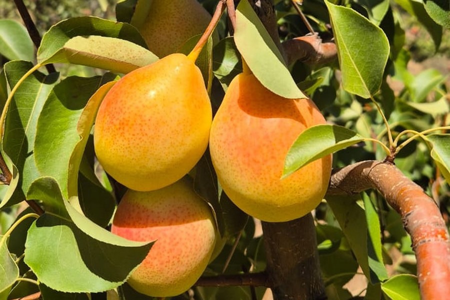 La pera Eden Gold prospera en todo el mundo