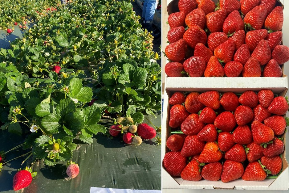 California Berry Cultivars presenta dos nuevas variedades de fresa